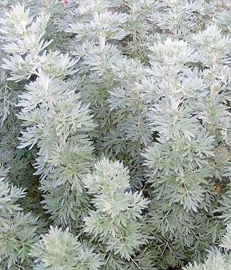 Wormwood (Artemisia absinthium) organically grown flower seeds. Floral ...