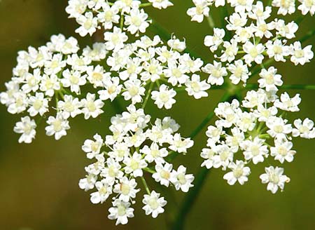 Caraway (Carum carvi) organically grown flower seeds. Floral Encounters.
