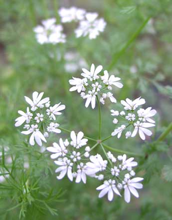 Cilantro or Coriander (Coriandrum sativum) organically grown flower ...