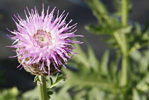 Maral Root (Leuzea cahamoides or Rhaponticum carthamoides) organically ...
