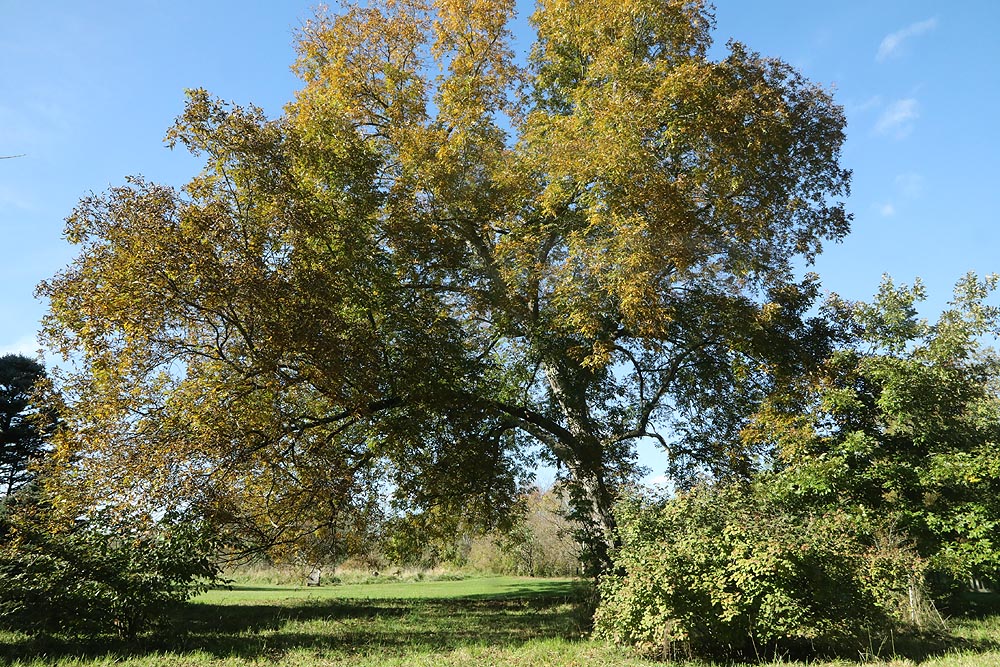 Seeds K-P Organic Seeds from Floral Encounters